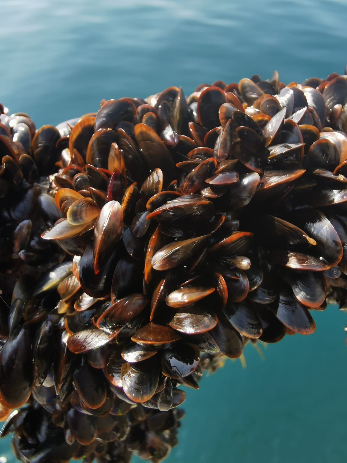 Cultured Mussel Farm In Brixham I Offshore Shellfish Ltd