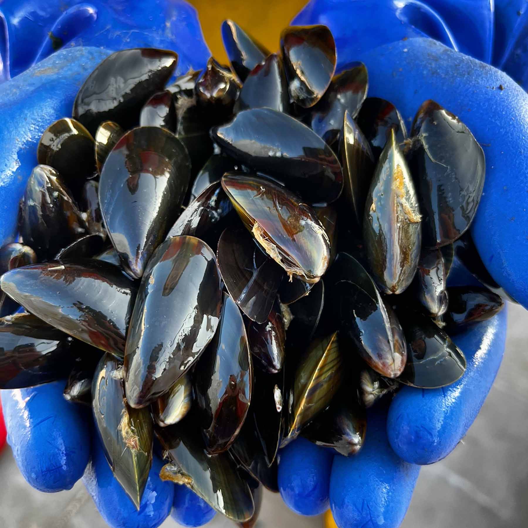 Offshore Shellfish